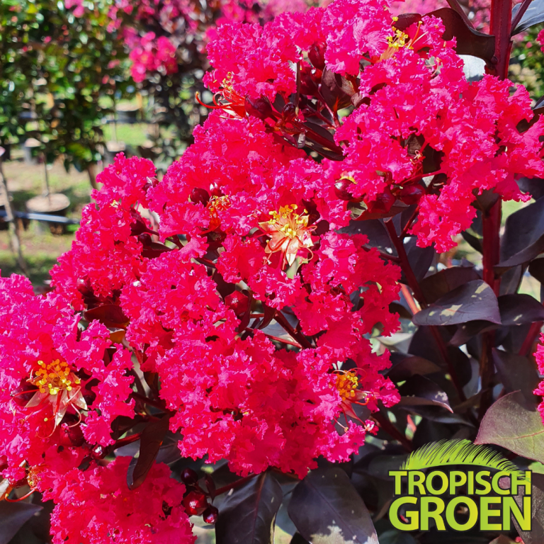 Lagerstroemia Double Dynamite - Tropisch Groen
