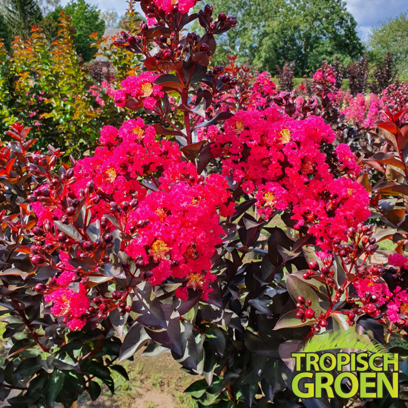 Lagerstroemia Double Dynamite - Tropisch Groen