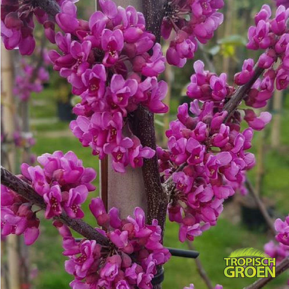 Cercis Canadensis Alley Cat - Tropisch Groen