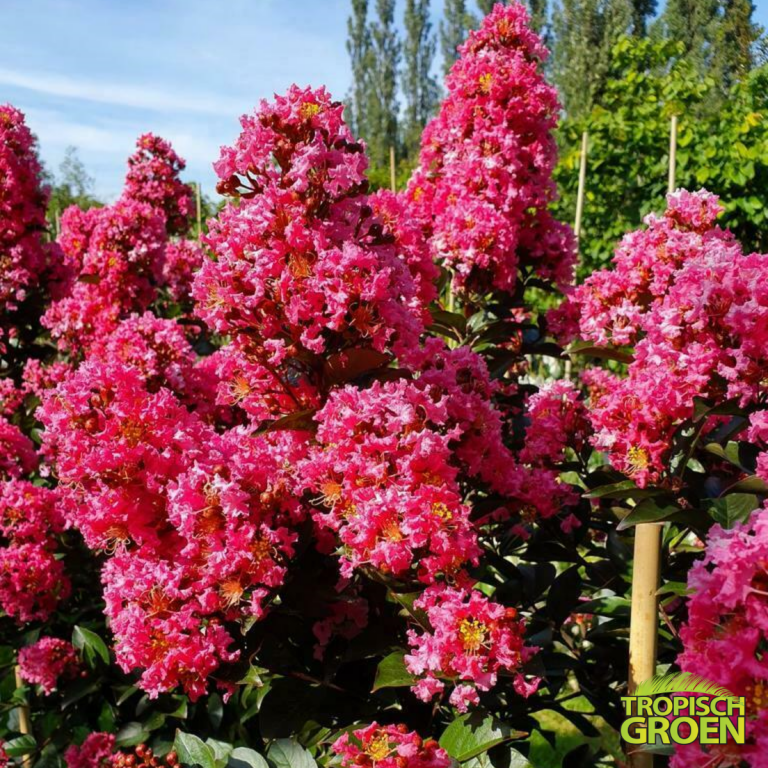 Lagerstroemia Coral Magic - Tropisch Groen