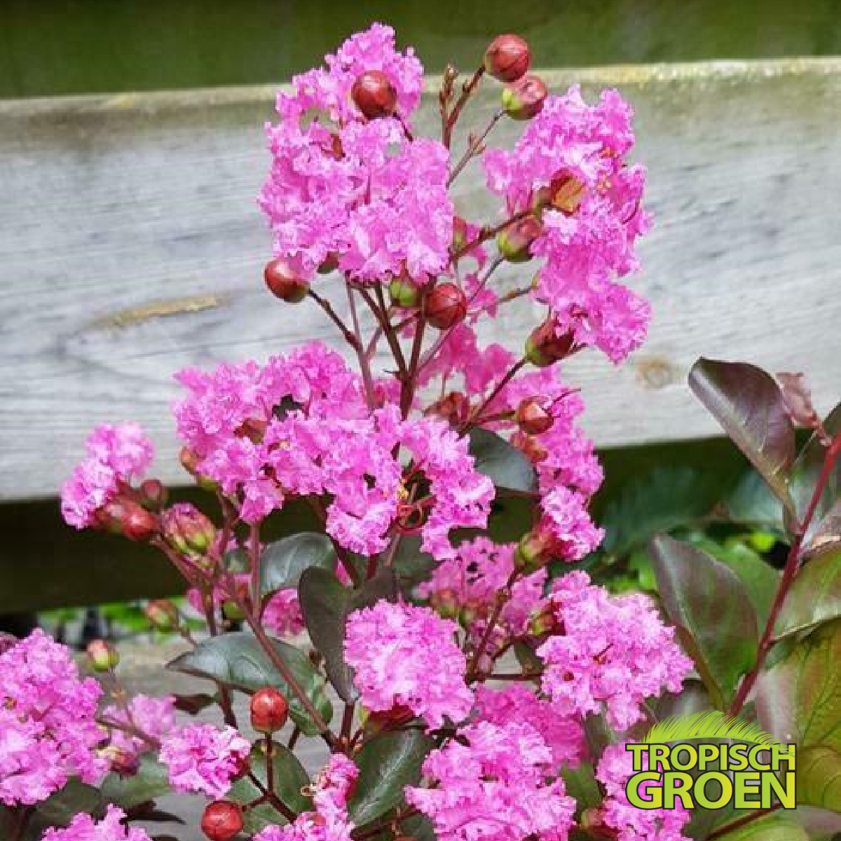 Lagerstroemia Rapsody In Pink - Tropisch Groen