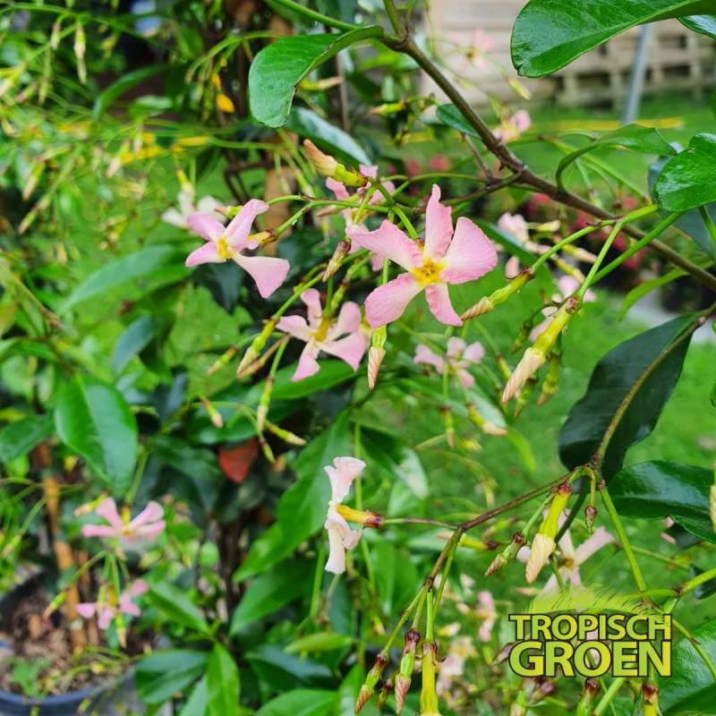Roze Toscaanse Jasmijn / Trachelospermum Jas. Pink Showers - Tropisch Groen