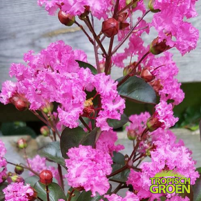 Lagerstroemia Double Dynamite - Tropisch Groen