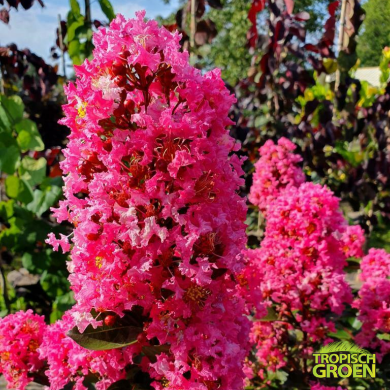 Lagerstroemia Coral Magic - Tropisch Groen