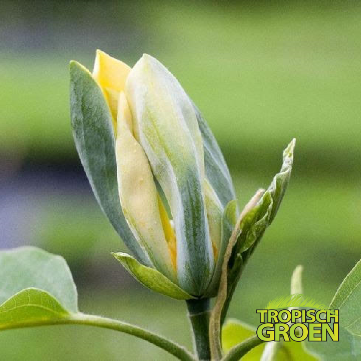 Magnolia Acuminata Blue Opal - Tropisch Groen