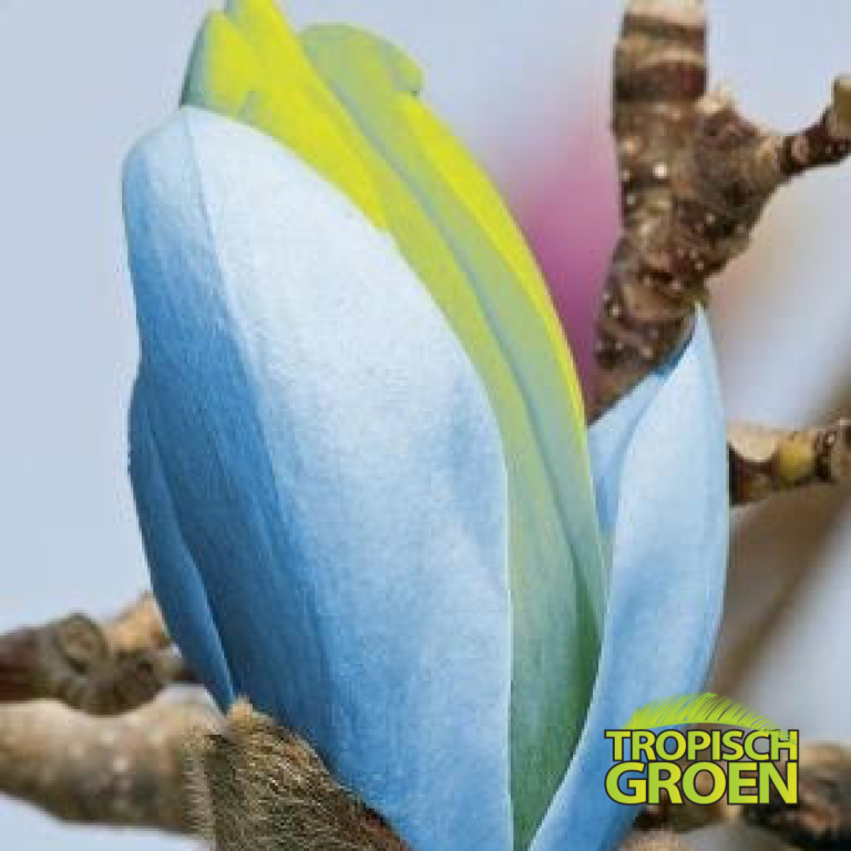 Magnolia Acuminata Blue Opal - Tropisch Groen