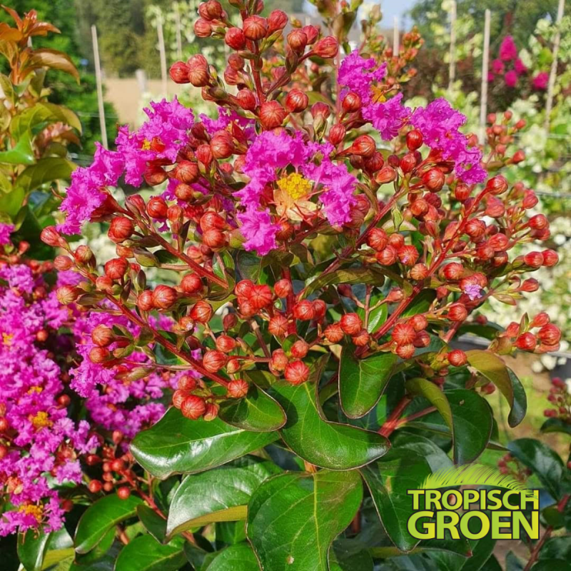 Lagerstroemia Double Dynamite - Tropisch Groen
