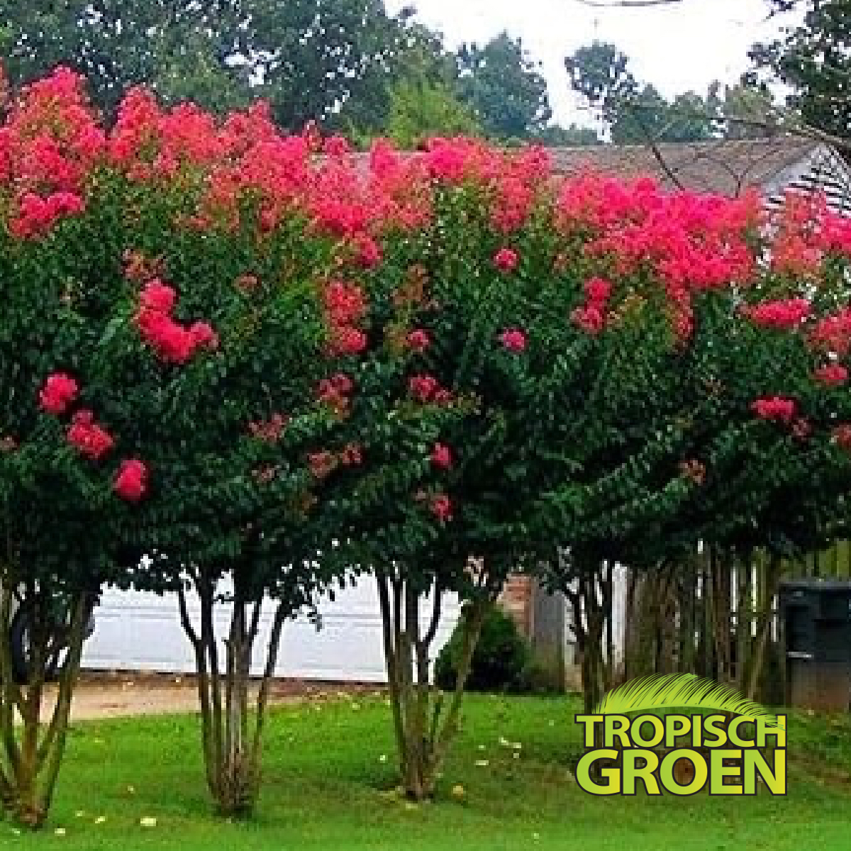 Lagerstroemia Indica Multistam - Tropisch Groen