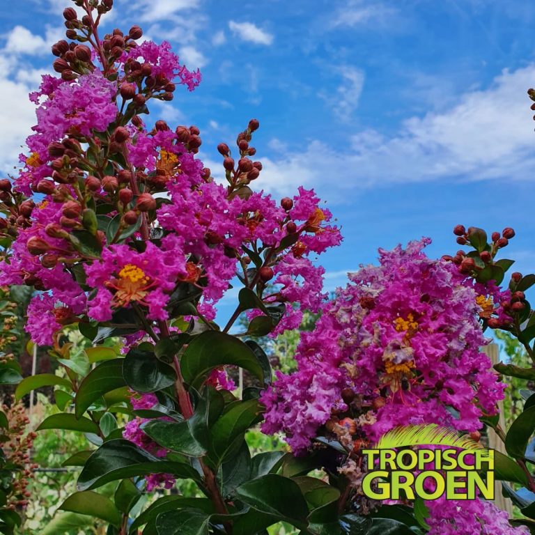 Lagerstroemia Indica “Enduring Pink” - Tropisch Groen