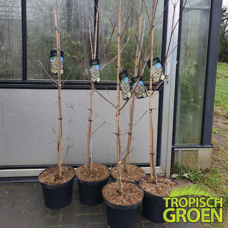 Cornus X Starlight - Tropisch Groen