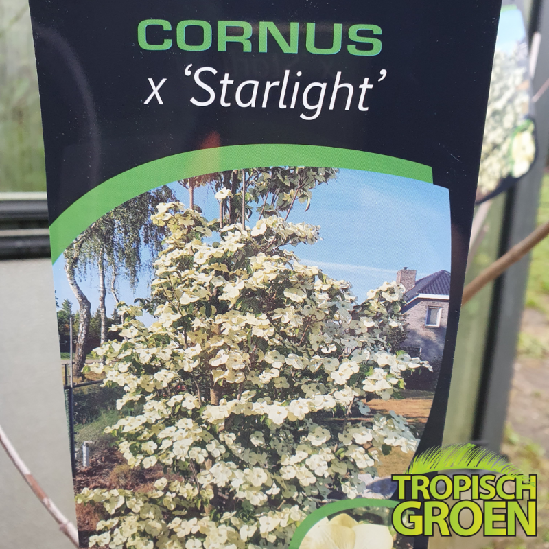 Cornus X Starlight - Tropisch Groen